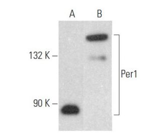 Anti-Per1 Antibody (E-8) | SCBT - Santa Cruz Biotechnology