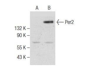 Per2 Antibody (H-90) | SCBT - Santa Cruz Biotechnology