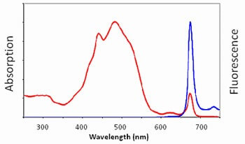 PerCP | SCBT - Santa Cruz Biotechnology