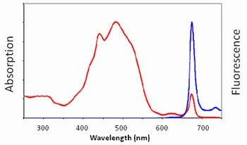 PerCP | SCBT - Santa Cruz Biotechnology