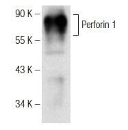 Perforin 1 Antibody (A-2) | SCBT - Santa Cruz Biotechnology