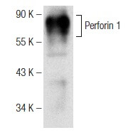 Perforin 1 Antibody (A-2) | SCBT - Santa Cruz Biotechnology
