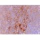 Perforin 1 Antibody (F-1) | SCBT - Santa Cruz Biotechnology