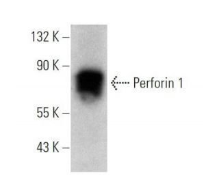Perforin 1 Antibody (F-1) - Western Blotting - Image 356334