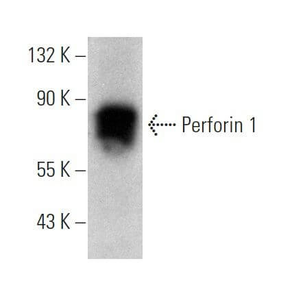 Perforin 1 Antibody (F-1) | SCBT - Santa Cruz Biotechnology