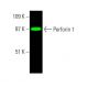 Perforin 1 Antibody (F-1) | SCBT - Santa Cruz Biotechnology