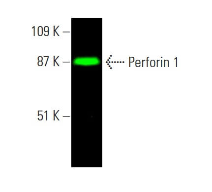 Anti-Perforin 1 Antibody (F-1) | SCBT - Santa Cruz Biotechnology