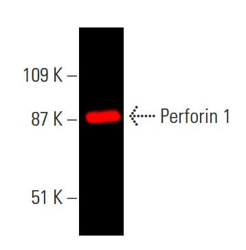 Perforin 1 Antibody (F-1) | SCBT - Santa Cruz Biotechnology