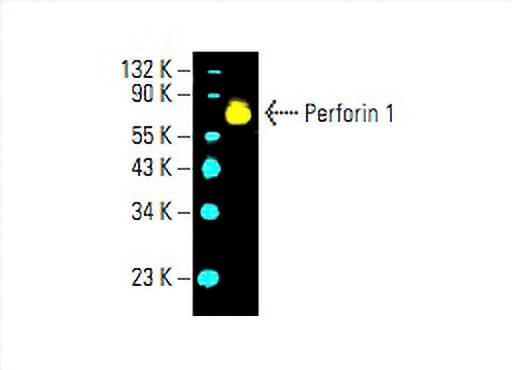 Perforin 1 Antibody (F-1) | SCBT - Santa Cruz Biotechnology