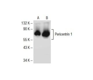 Anti-Pericentrin 1 Antibody (D-4) | SCBT - Santa Cruz Biotechnology