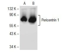 Anti-Pericentrin 1 Antibody (D-4) | SCBT - Santa Cruz Biotechnology