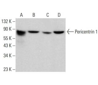 Pericentrin 1 Antibody (D-4) | SCBT - Santa Cruz Biotechnology