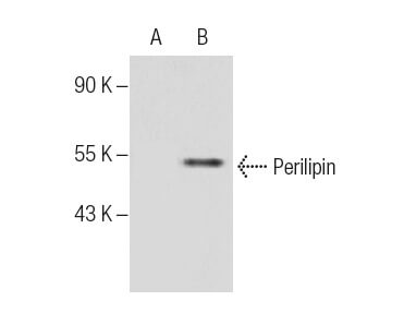 Perilipin Antibody (G-2) | SCBT - Santa Cruz Biotechnology