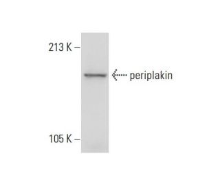 periplakin Antibody (G-1) - Western Blotting - Image 306259