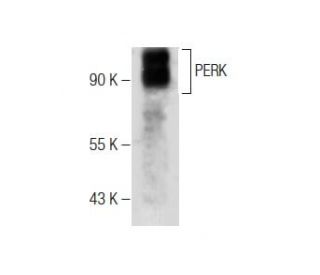 PERK Antibody (B-5) - Western Blotting - Image 284445