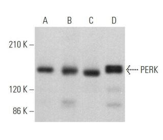 PERK Antibody (B-5) - Western Blotting - Image 369314