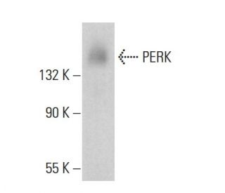 PERK Antibody (B-5) - Western Blotting - Image 379617