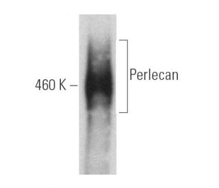 Anti-Perlecan Antibody (E-6) | SCBT - Santa Cruz Biotechnology