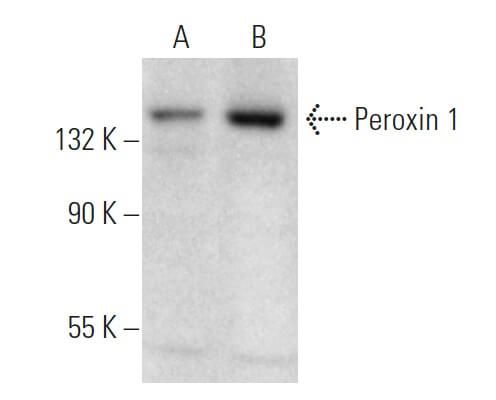Peroxin 1 Antibody (D-9) | SCBT - Santa Cruz Biotechnology