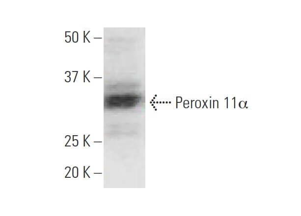 Peroxin 11α Antibody (3B1) | SCBT - Santa Cruz Biotechnology