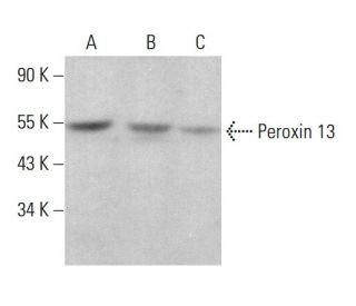 Anti-Peroxin 13 Antibody (D-5) | SCBT - Santa Cruz Biotechnology