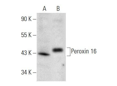 Peroxin 16 Antibody (H-4) | SCBT - Santa Cruz Biotechnology