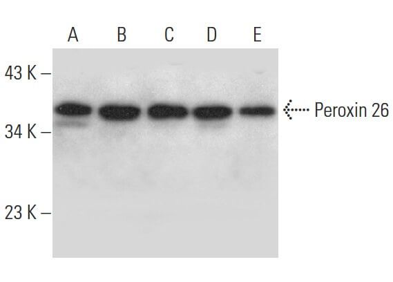 Peroxin 26 Antibody (A-9) | SCBT - Santa Cruz Biotechnology