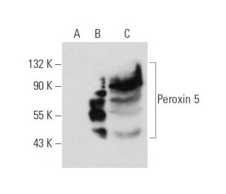 Peroxin 5 Antibody (B-3) - Western Blotting - Image 60074