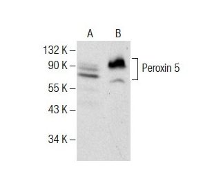 Peroxin 5 Antibody (B-3) - Western Blotting - Image 287624