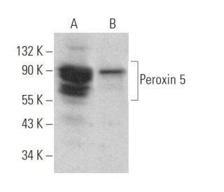 Peroxin 5 Antibody (B-3) - Western Blotting - Image 371580