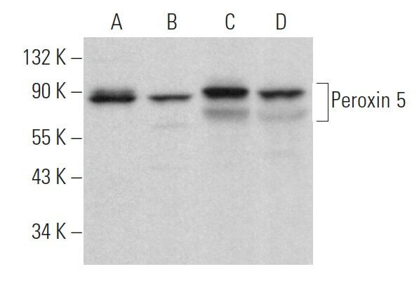 Peroxin 5 Antibody (B-3) | SCBT - Santa Cruz Biotechnology