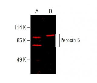 Peroxin 5 Antibody (B-3) - Western Blotting - Image 386964