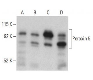 Peroxin 5 Antibody (B-3) - Western Blotting - Image 399121