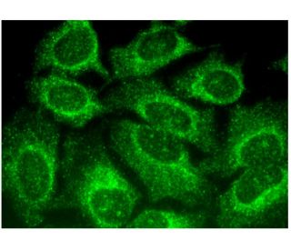 Peroxin 5 Antibody (E-8) - Immunofluorescence - Image 296349