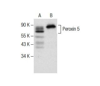Peroxin 5 Antibody (E-8) - Western Blotting - Image 287623
