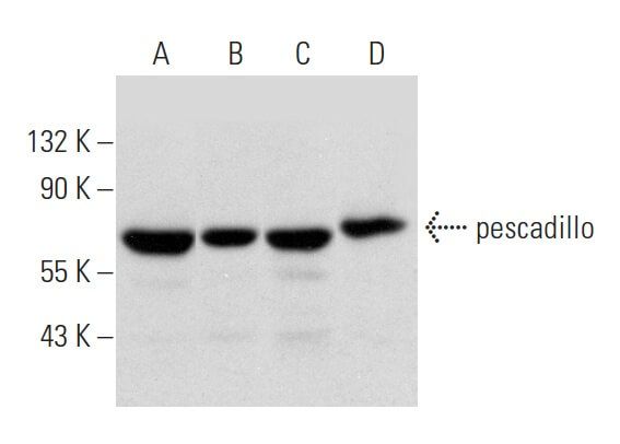 pescadillo Antibody (G-11) | SCBT - Santa Cruz Biotechnology