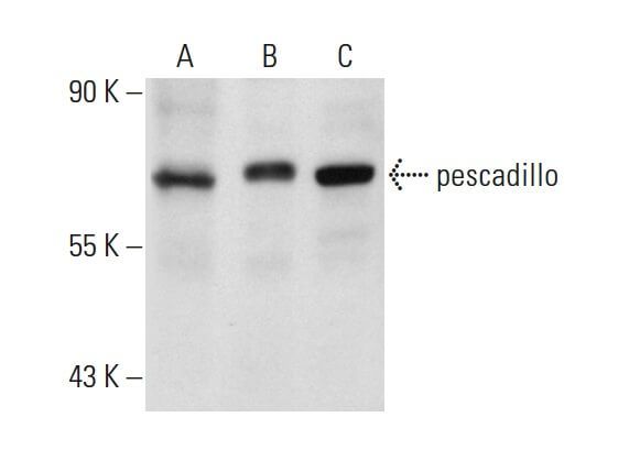 pescadillo抗体 (H-10) | SCBT - Santa Cruz Biotechnology