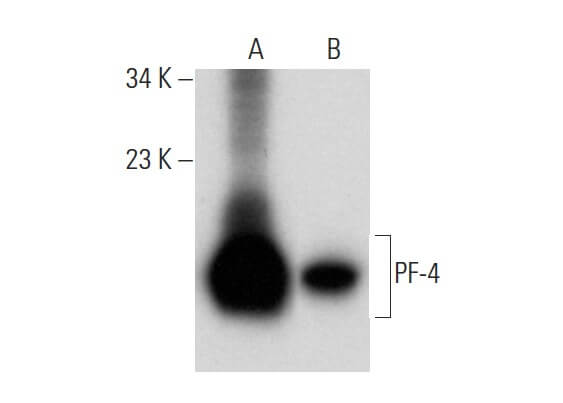 Anti-PF-4 Antibody (D-7) | SCBT - Santa Cruz Biotechnology