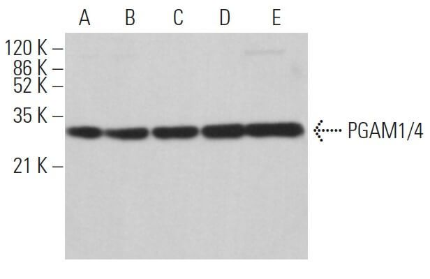 PGAM1/4 Antibody (C-5) | SCBT - Santa Cruz Biotechnology