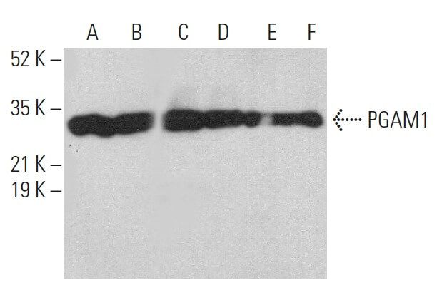PGAM1 Antibody (6) | SCBT - Santa Cruz Biotechnology