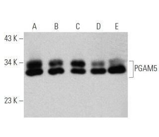 PGAM5 Antibody (A-3) | SCBT - Santa Cruz Biotechnology