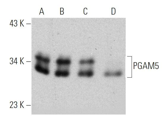 Anti-PGAM5 Antibody (A-3) | SCBT - Santa Cruz Biotechnology