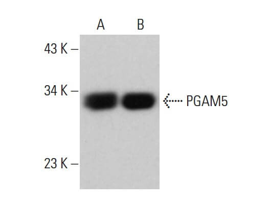 Anti-PGAM5 Antibody (A-3) | SCBT - Santa Cruz Biotechnology