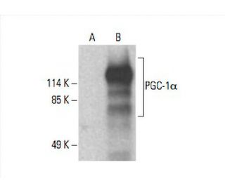 PGC-1α Antibody (C-4) - Western Blotting - Image 393591