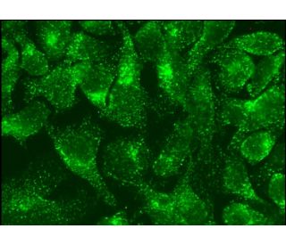 PGC-1α Antibody (D-5) - Immunofluorescence - Image 386915