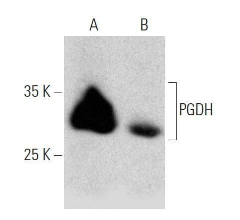 PGDH抗体 (H-3) | SCBT - Santa Cruz Biotechnology