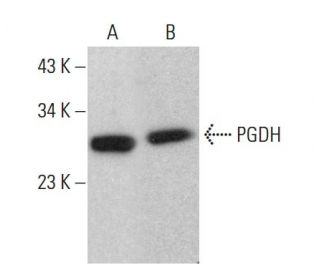 PGDH Antibody (H-3) - Western Blotting - Image 383787
