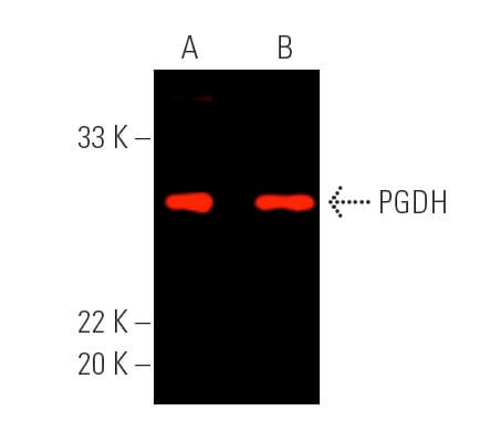 PGDH Antibody (H-3) | SCBT - Santa Cruz Biotechnology
