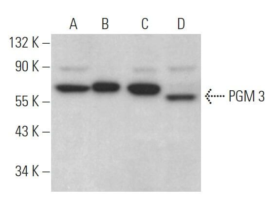 PGM 3 Antibody (D-4) | SCBT - Santa Cruz Biotechnology