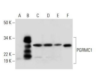 Anti-PGRMC1 Antibody (C-4) | SCBT - Santa Cruz Biotechnology